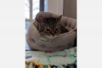 Feline Idiopathic Cystitis - Just Cats Clinic