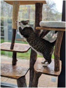 Feline Idiopathic Cystitis - Just Cats Clinic