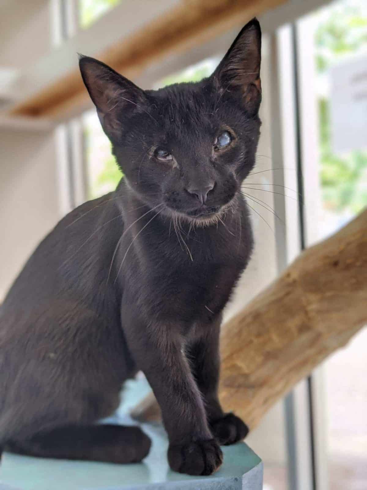 What You Need to Consider Before Adopting a Special Needs Cat - Just ...