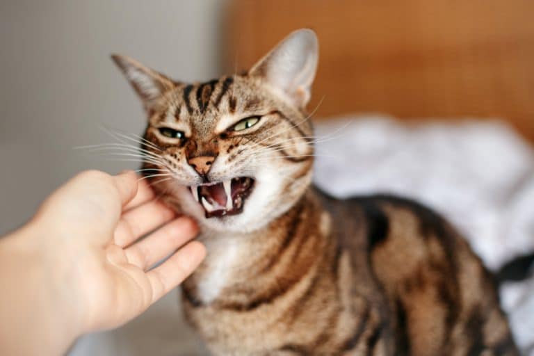 5 Diseases You Can Catch from Your Cat - Just Cats Clinic