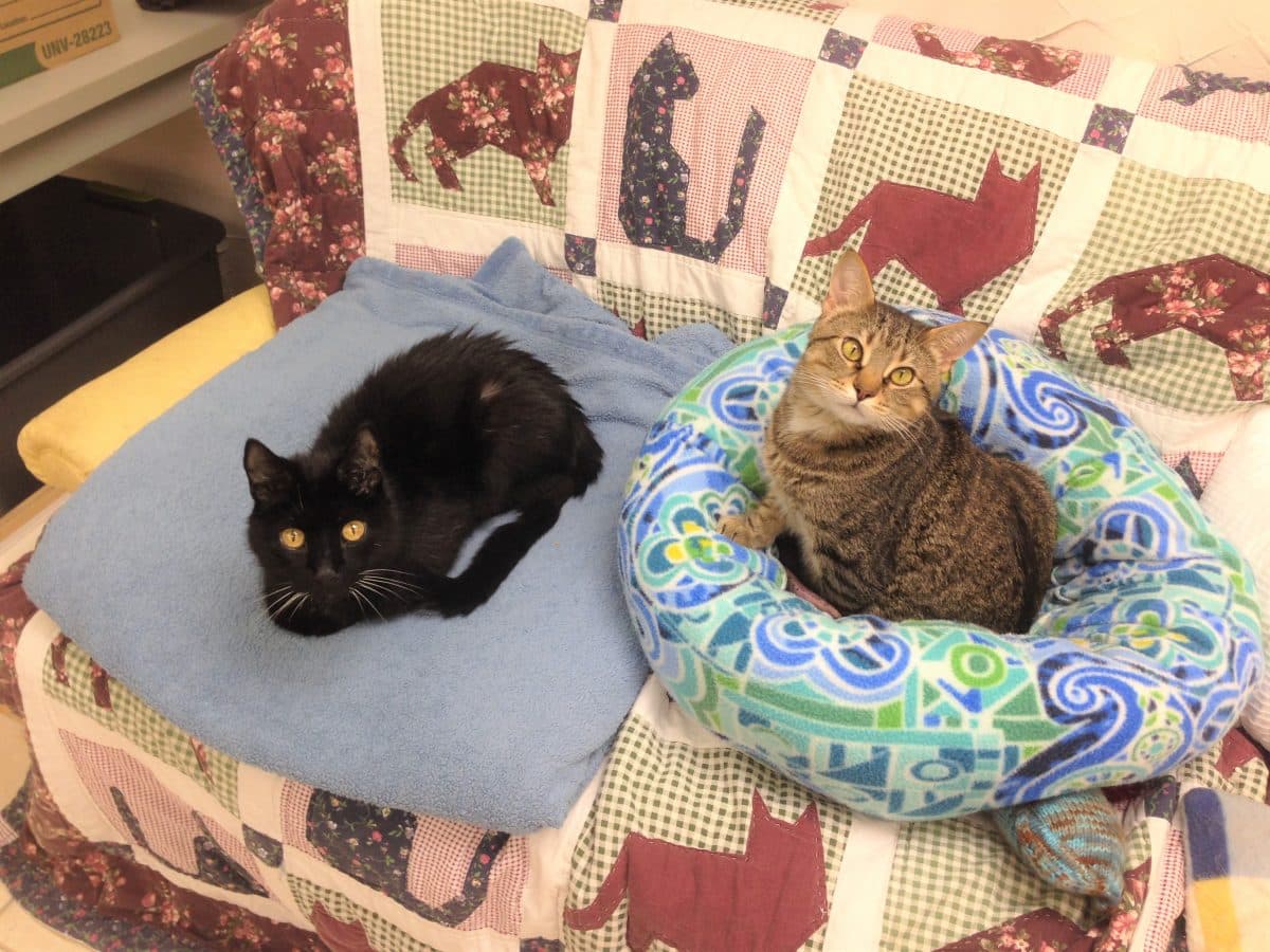 Worried Whiskers—Feline Pain Management - Just Cats Clinic