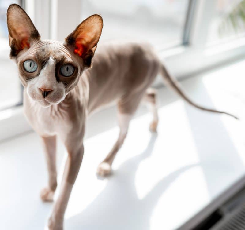 Urgent Cat Care - Vet in Reston | Just Cats Clinic
