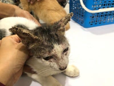 Top 10 Cat Parasites and How to Prevent Them Year-Round - Just Cats Clinic