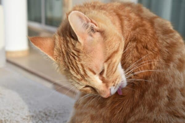 That’s the Spot! 5 Reasons Why Your Cat Is Itchy - Just Cats Clinic