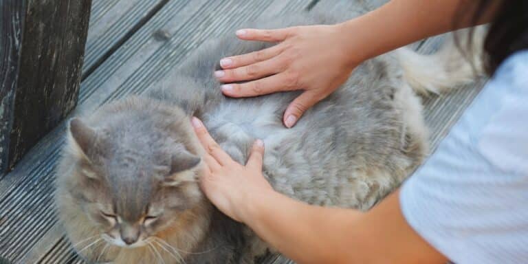 Identifying and Treating Bug Bites in Cats - Just Cats Clinic