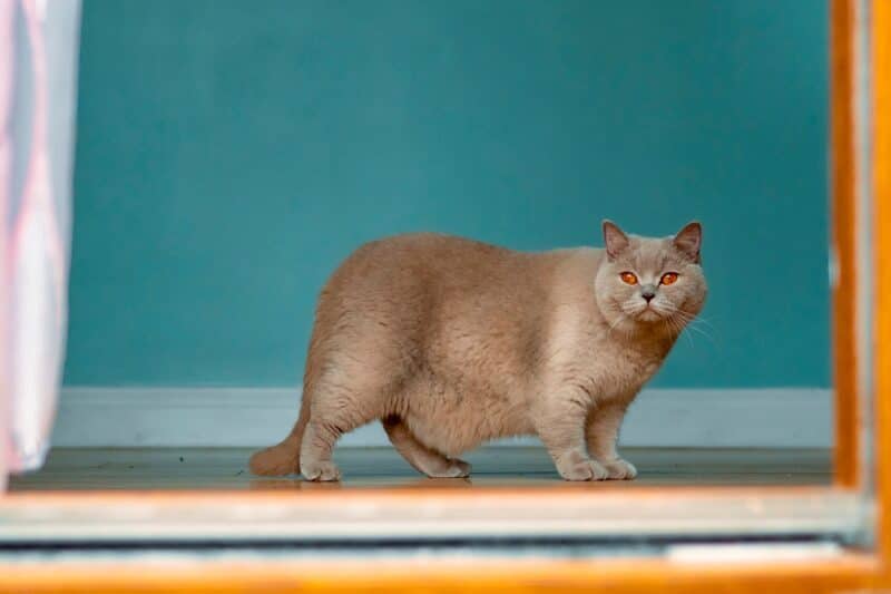 Feline Obesity and Weight Management - Just Cats Clinic