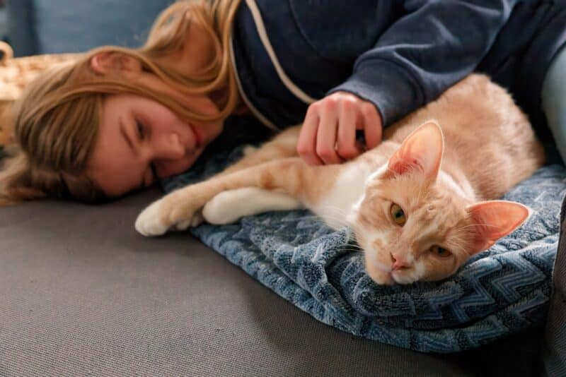 Saying “Goodbye” to Your Cat: A Guide to End-of-Life Care - Just Cats ...