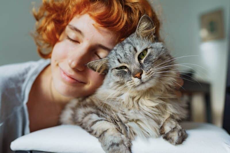 Feline Viral Diseases Explained - Just Cats Clinic