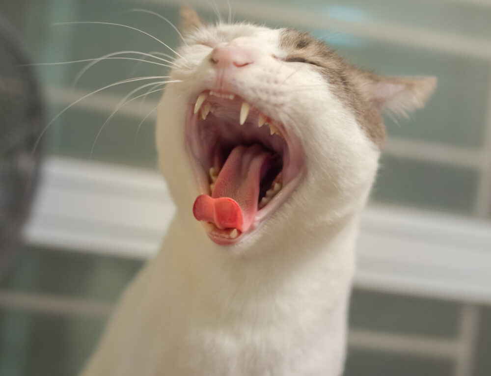 Understanding the Signs: How to Tell When Your Cat’s in Pain - Just ...