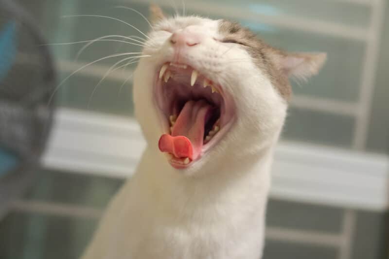 Is Your Cat Drooling? Uncover the Reasons and Solutions Behind This ...