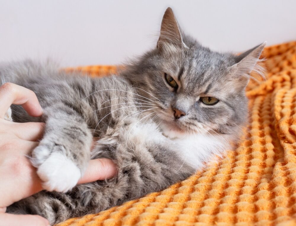 Understanding the Signs: How to Tell When Your Cat’s in Pain - Just ...