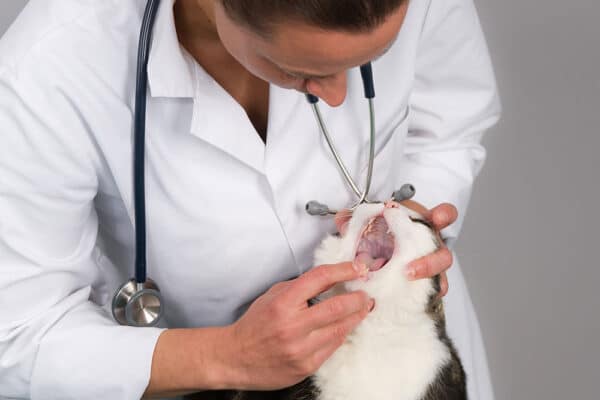 Feline Stomatitis: What It Is and How to Treat It - Just Cats Clinic