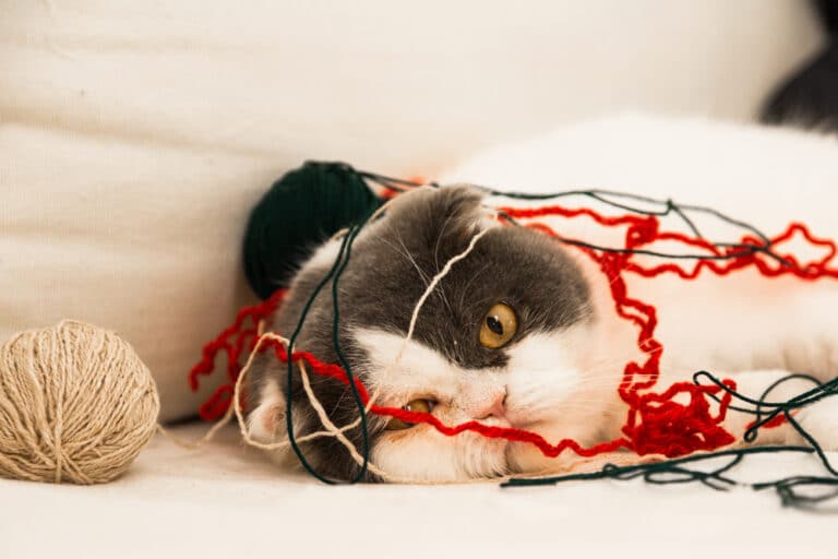 How to Recognize and Respond to Foreign Bodies in Cats: Symptoms and ...