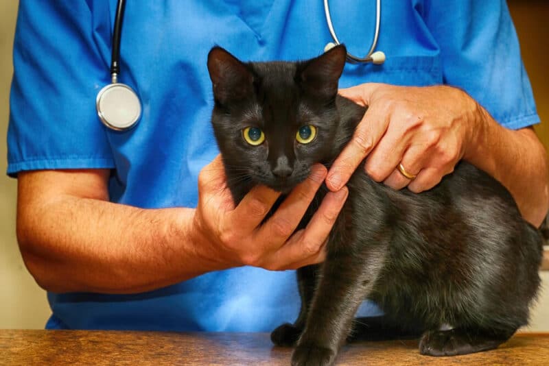 Hyperthyroidism in Cats: Causes, Symptoms, and Treatment - Just Cats Clinic