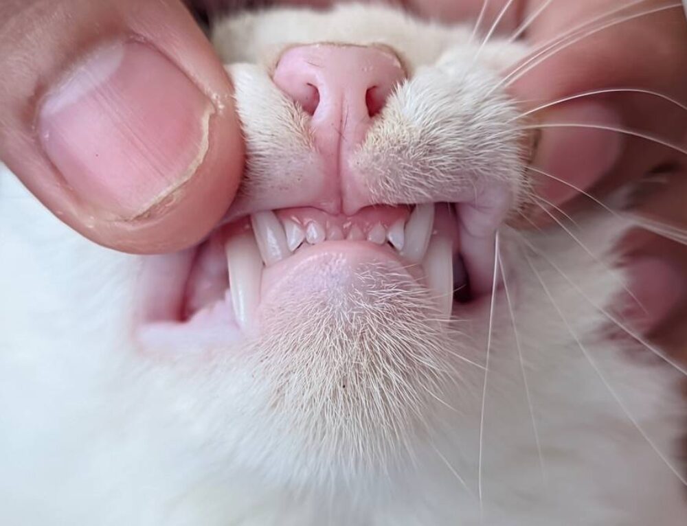 Cardiopet ProBNP: Know Your Cat’s Heart Health - Just Cats Clinic