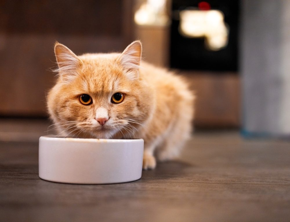 Cardiopet ProBNP: Know Your Cat’s Heart Health - Just Cats Clinic